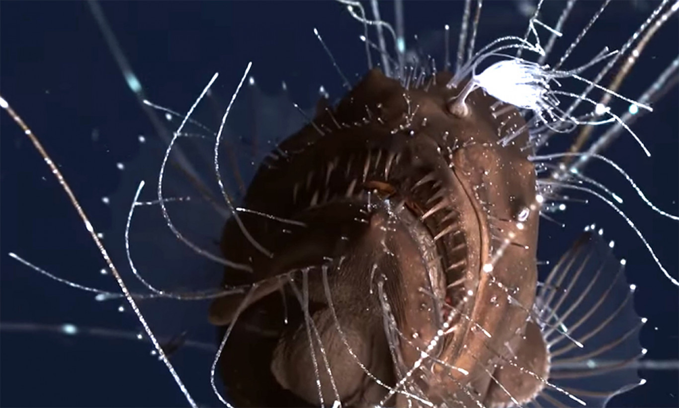 Párját ritkító videón a páratlanul rusnya mélytengeri horgászhal párosodása