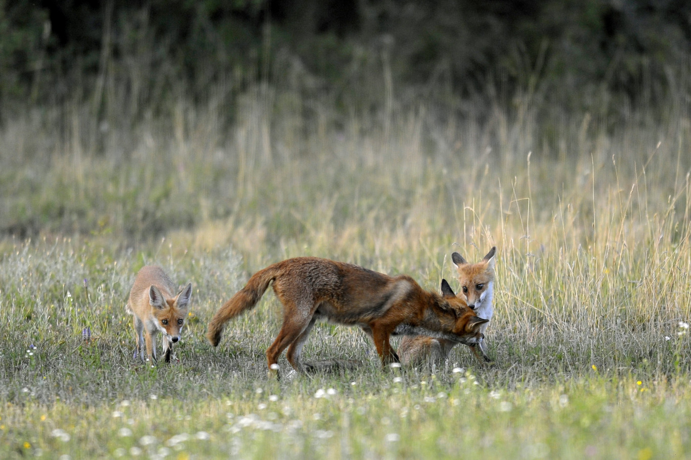 Indul a rókák tömeges vakcinázása