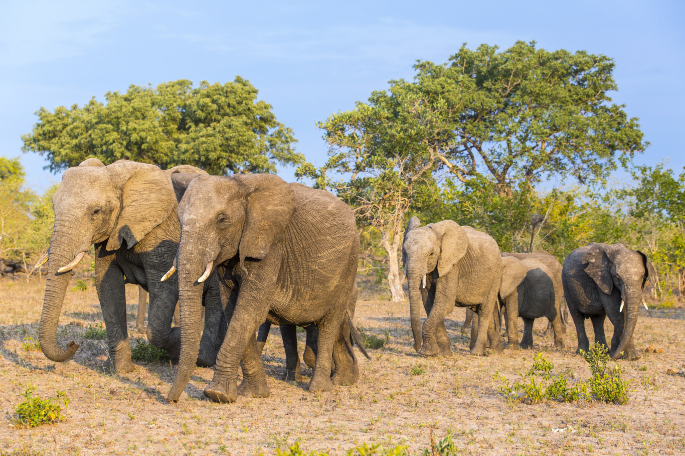 Nevükön szólíthatják egymást az elefántok
