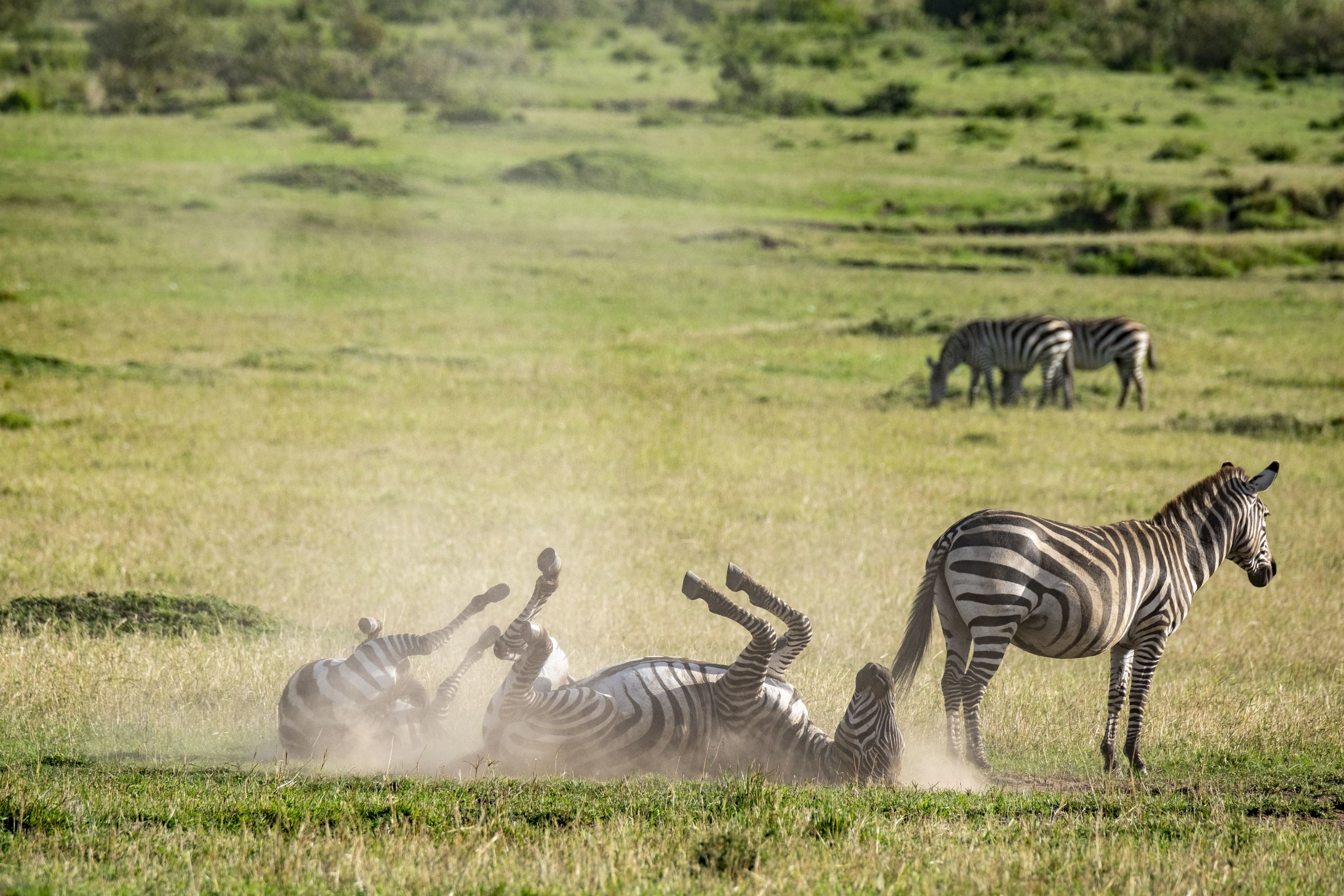 Vitába szálltak a magyar elmélettel a zebra csíkjairól