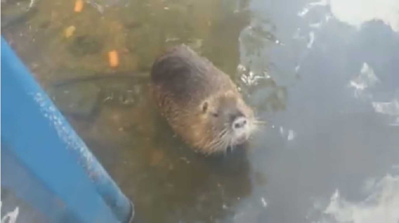 Egy különösen dagadt nutria foglalta el a Prága belvárosában található ...