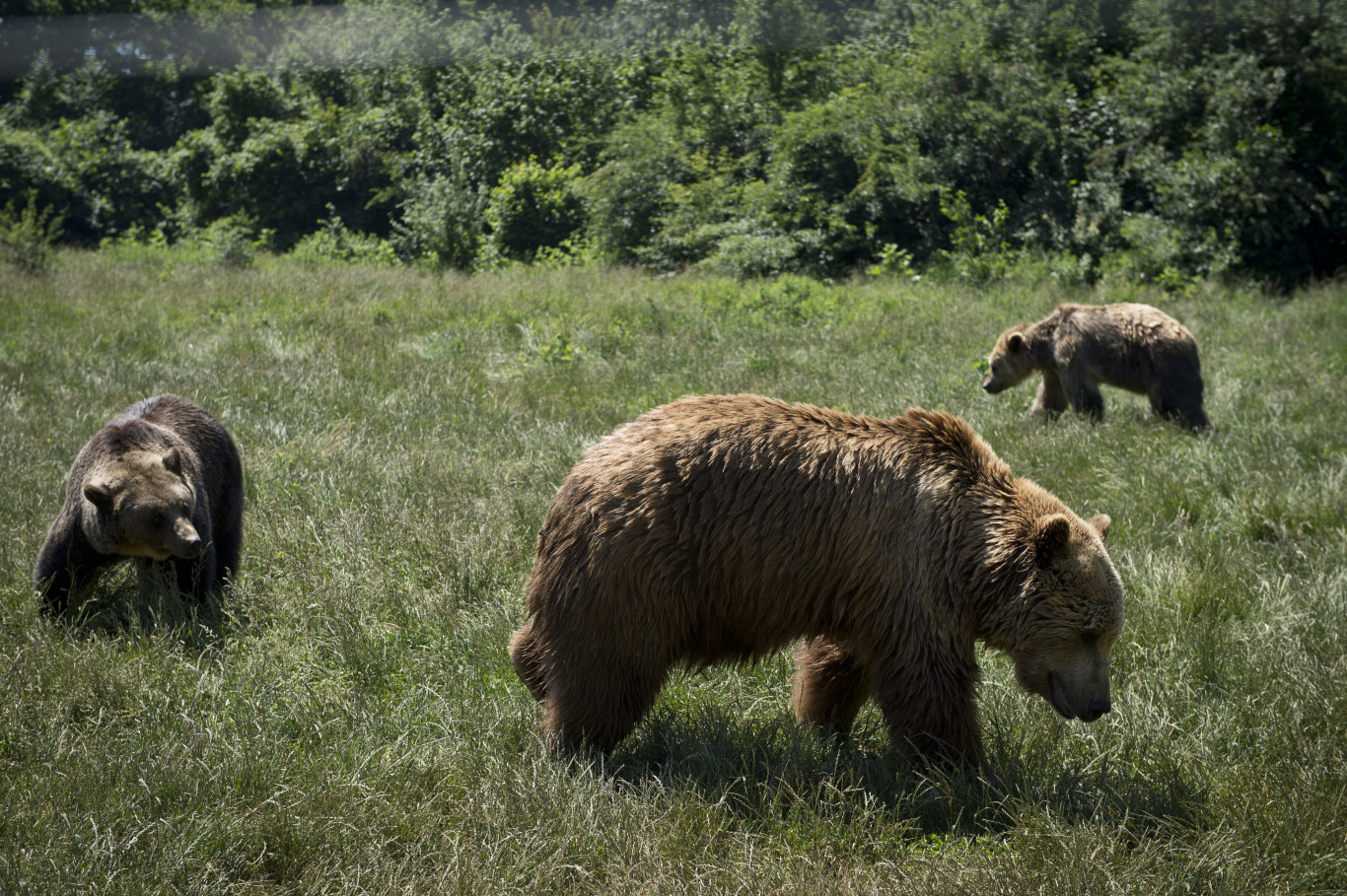 140 medve kilövésére adott engedélyt a román környezetvédelmi miniszter