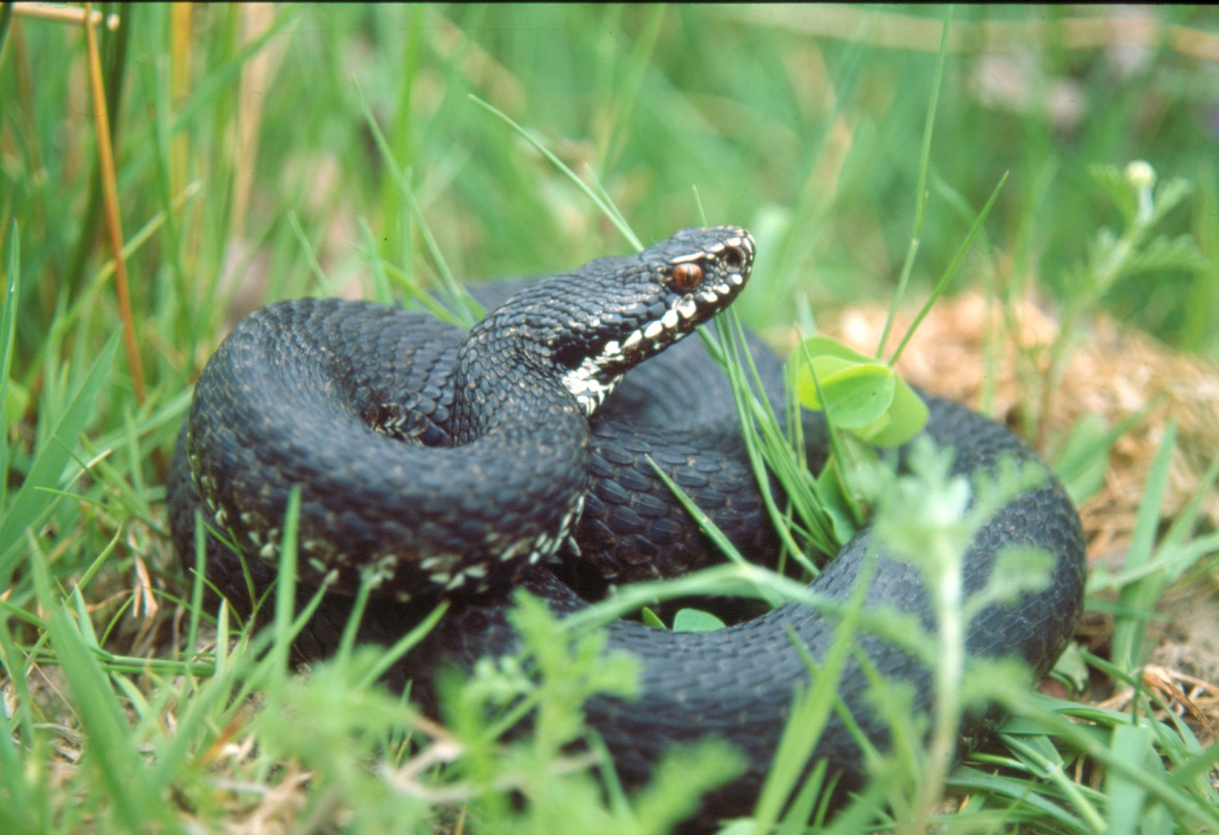 A keresztes vipera az év hüllője, az erdei fülesbagoly pedig az év ...