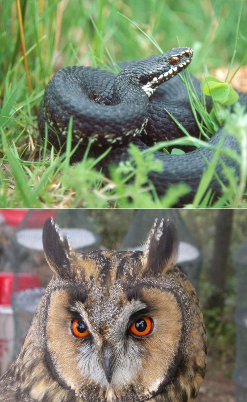 A keresztes vipera az év hüllője, az erdei fülesbagoly pedig az év ...