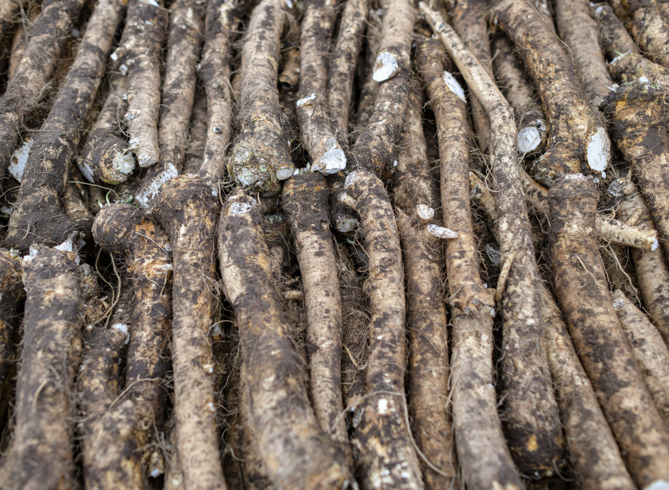 Magyar sikerzöldség köhögésre, reumára, húsvétra: a tüneményes torma ...