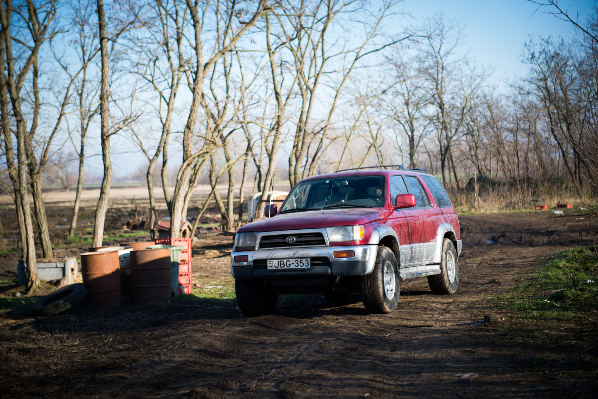 Sinka kutya, a magyar dingó