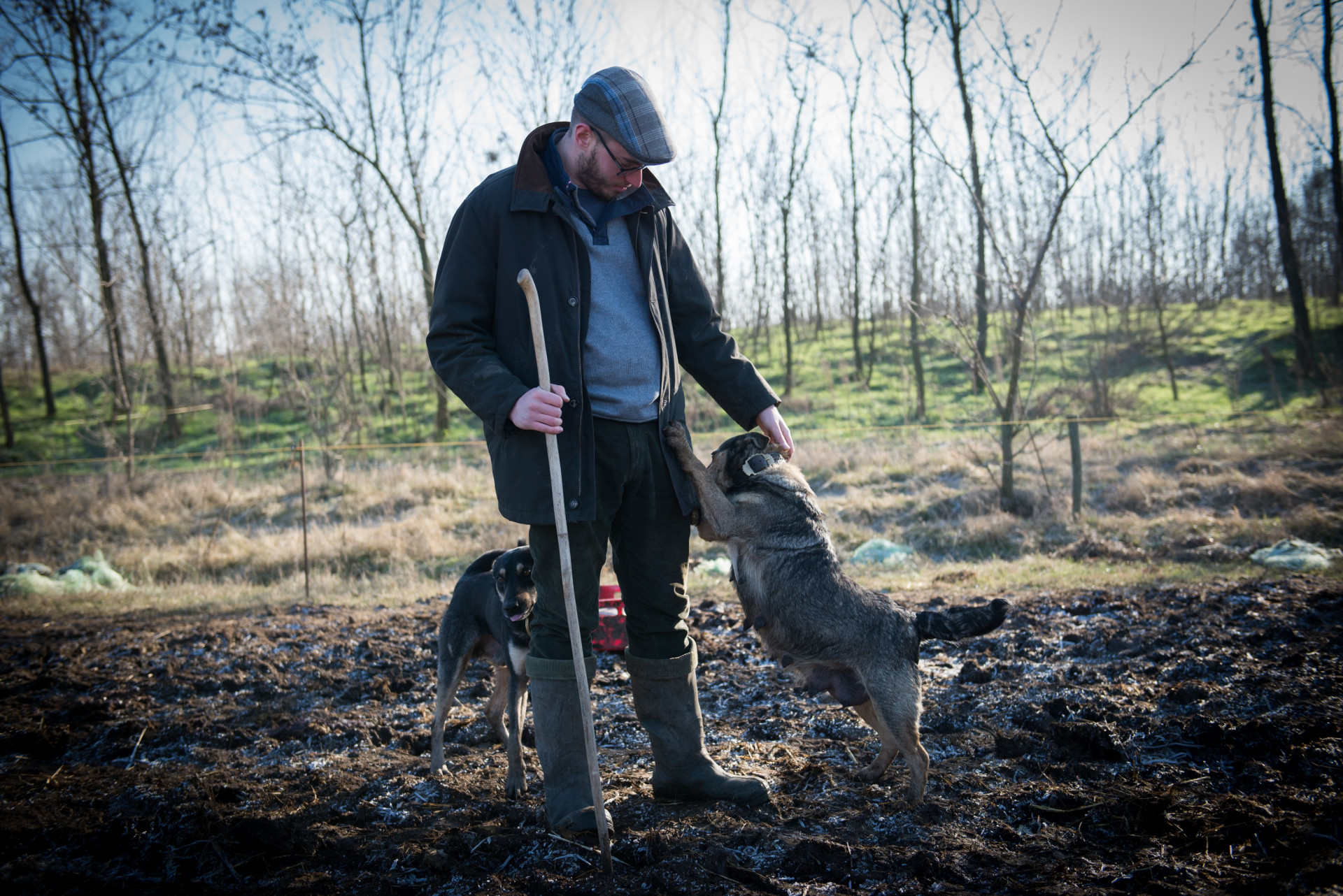 Sinka kutya, a magyar dingó