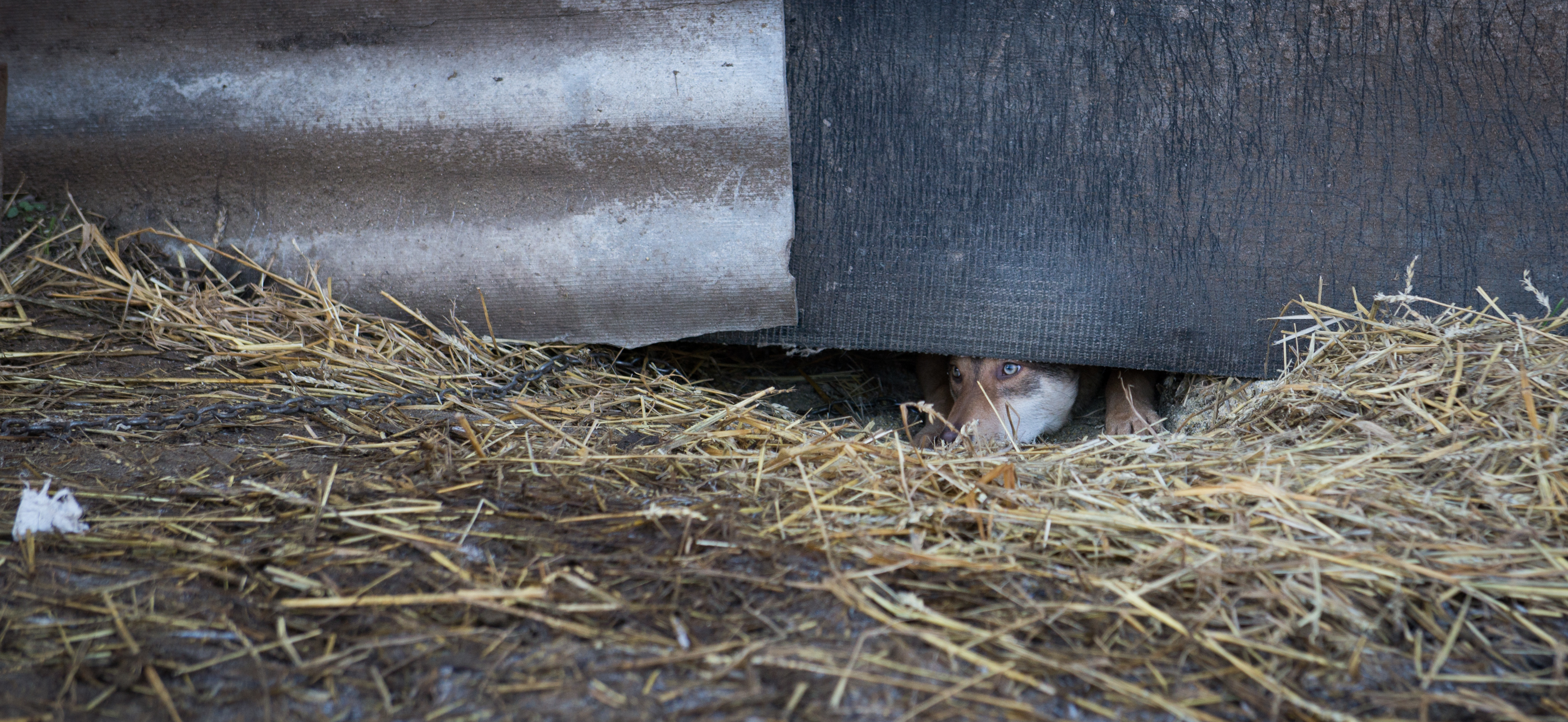 Sinka kutya, a magyar dingó