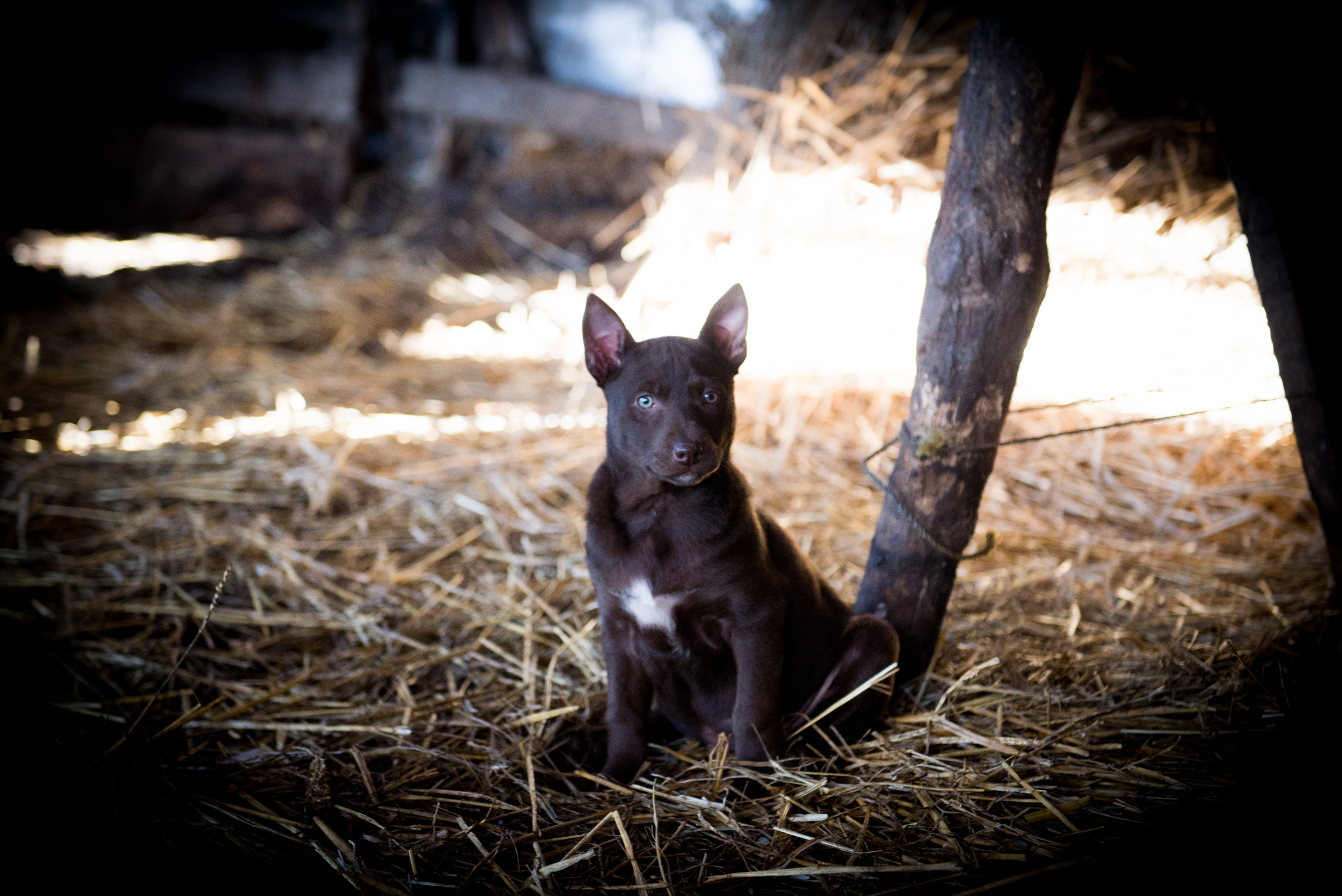 Sinka kutya, a magyar dingó