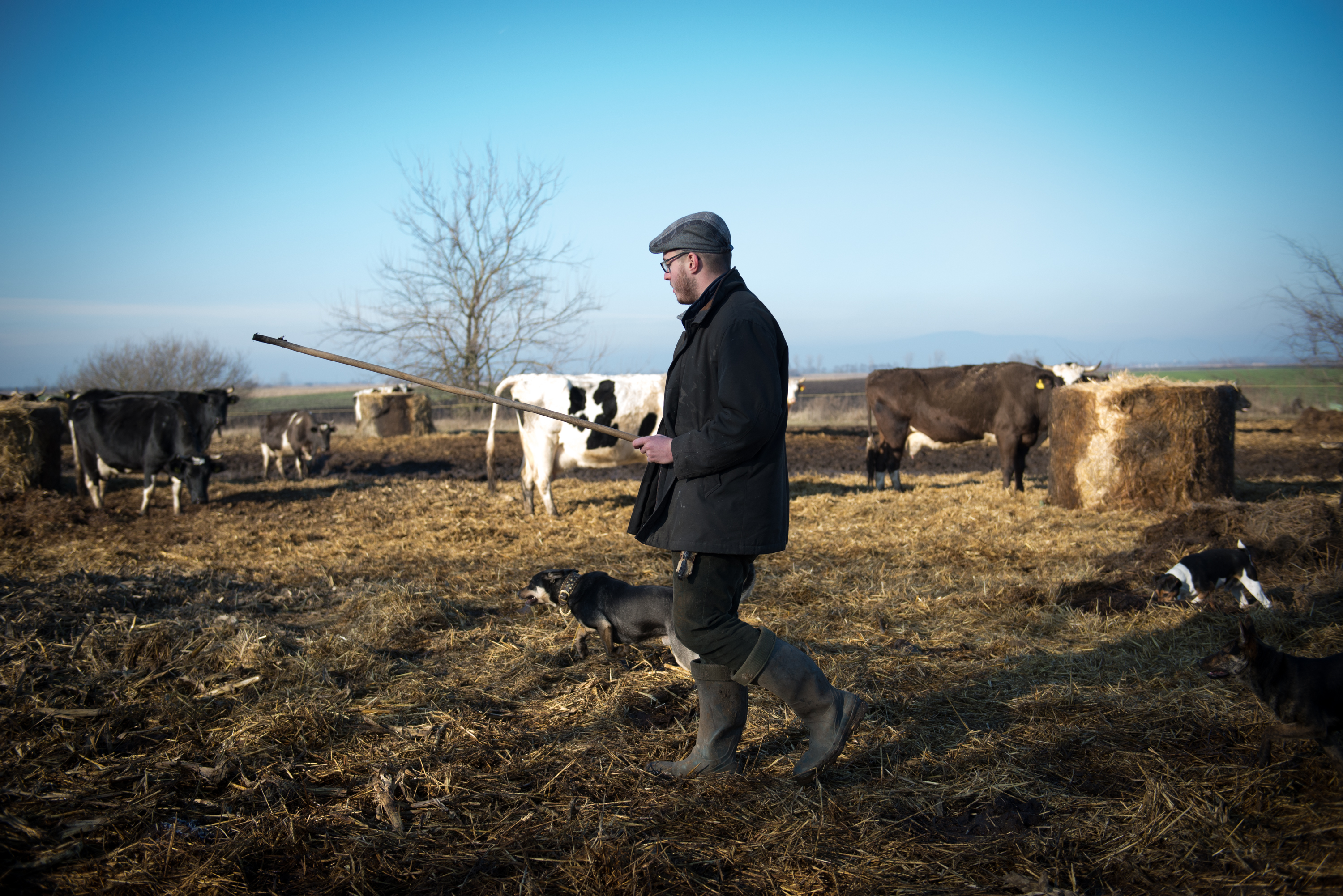 Sinka kutya, a magyar dingó