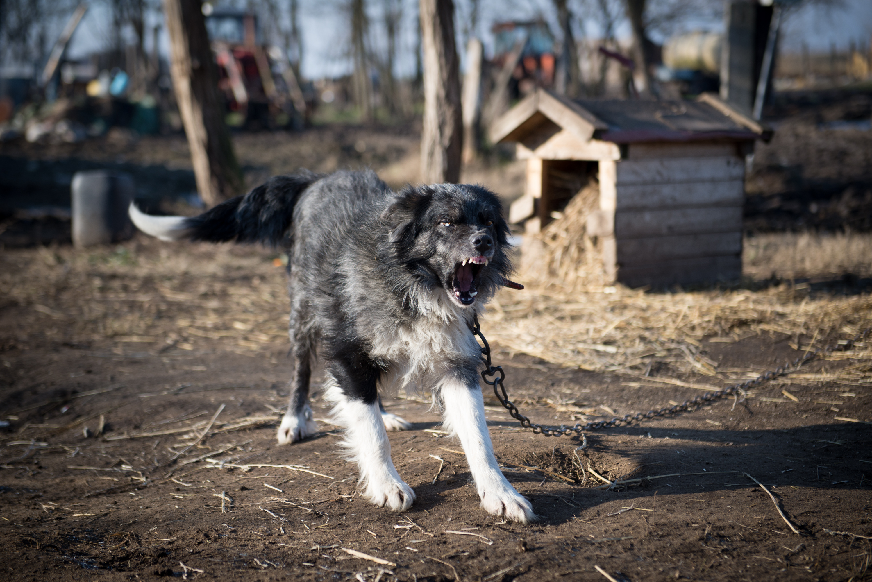 Sinka kutya, a magyar dingó