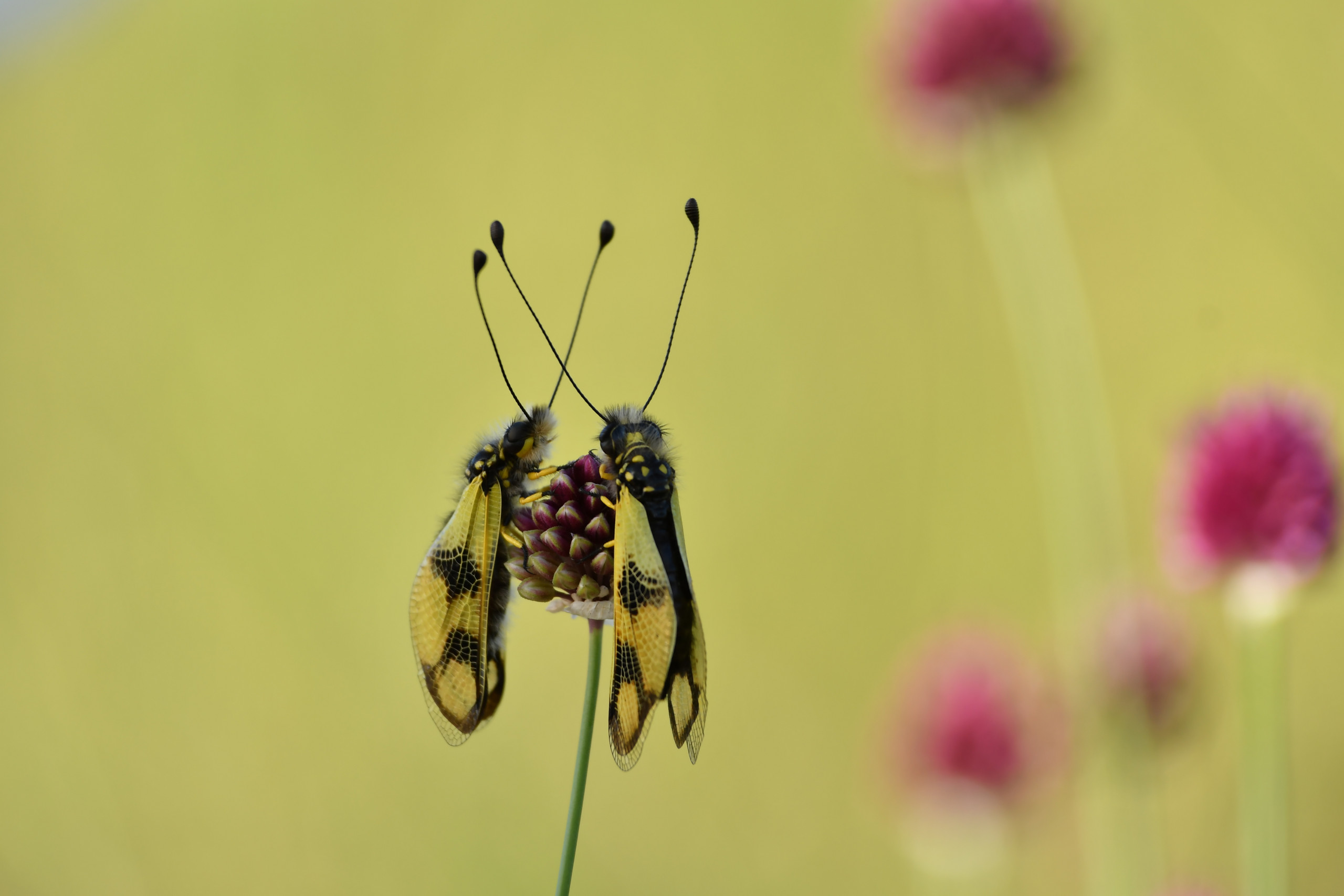 Csodás képeken a ritka rovar, amely ártalmatlannak látszik, pedig ...