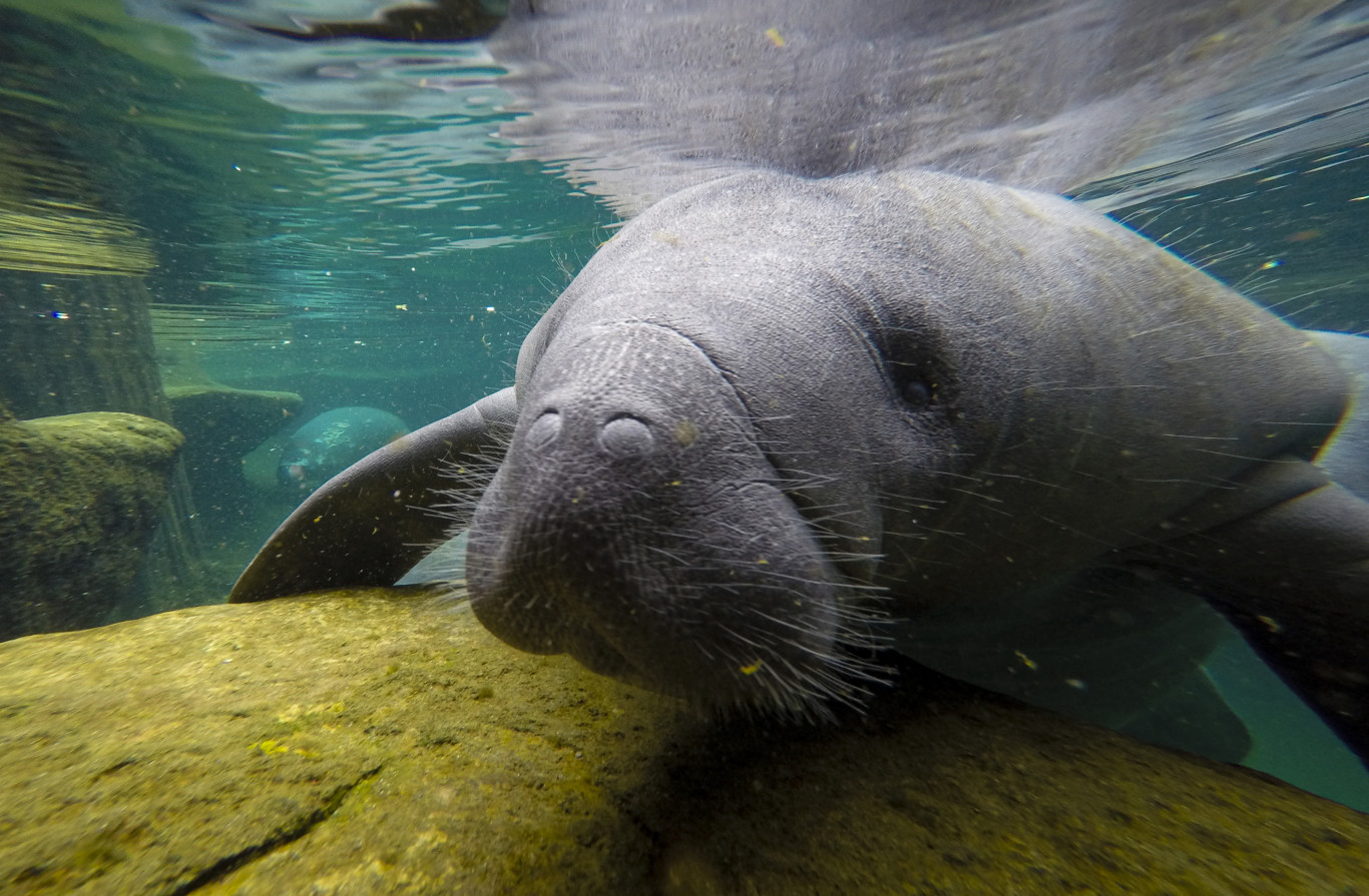 Rekordszámban pusztulnak a lamantinok Floridában