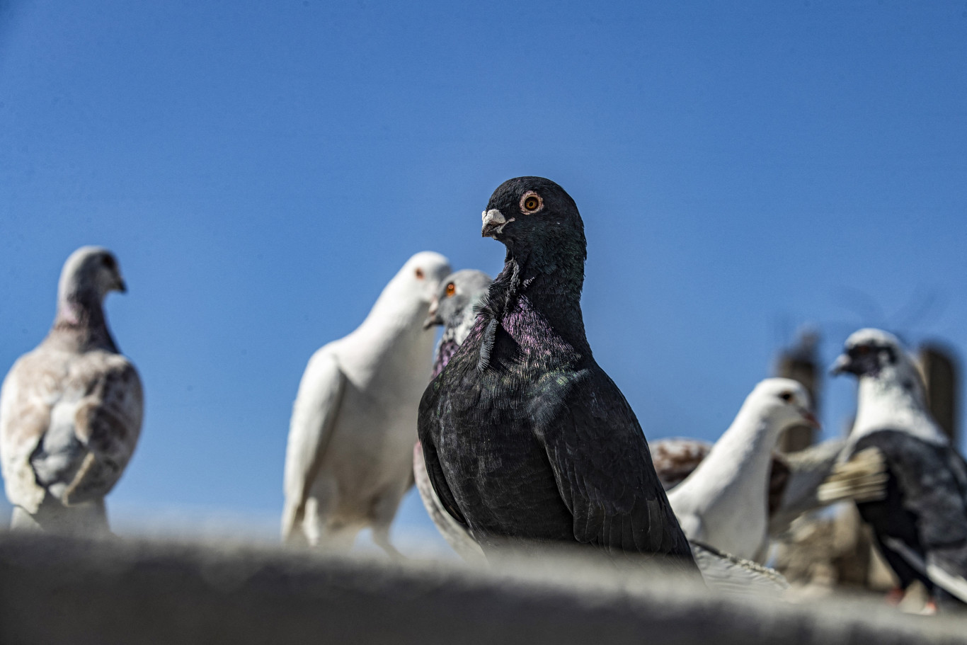 Galambok alá rejtették a csempészcigit egy kisbuszban