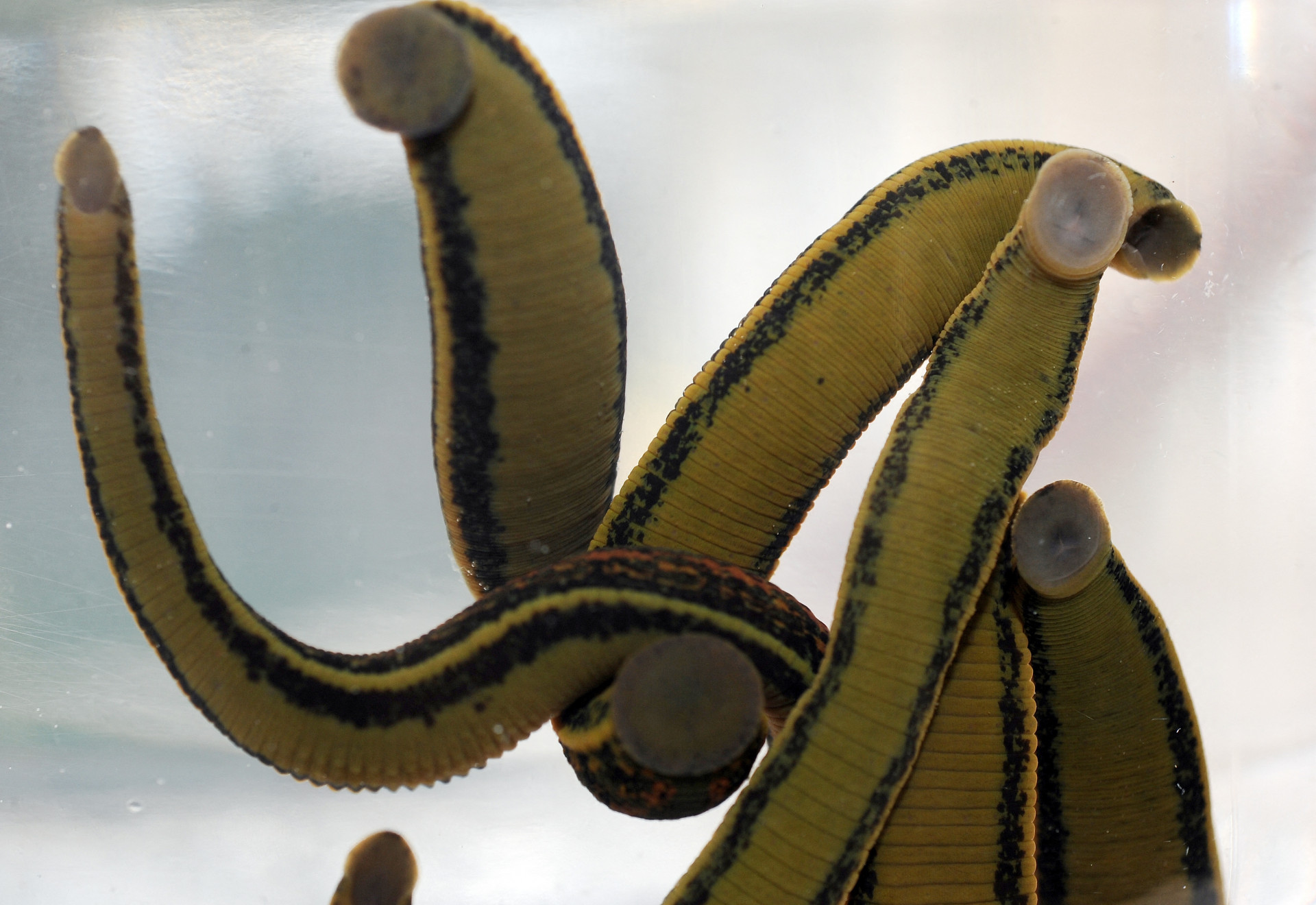 Ha nyuszit vagy cicát tartani túl snassz, itt az új házikedvenc: a pióca