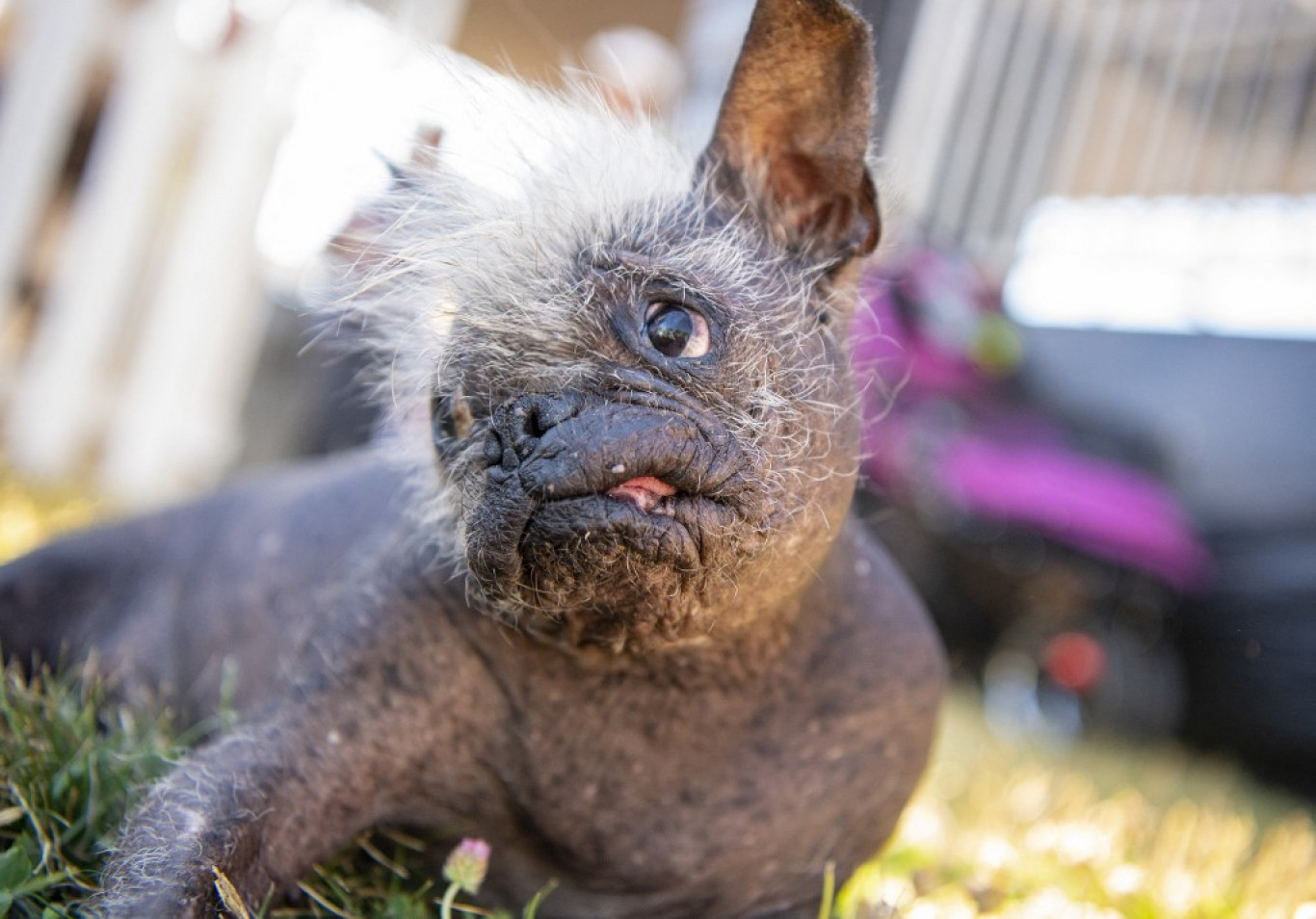 világ legcsúnyább kutyája