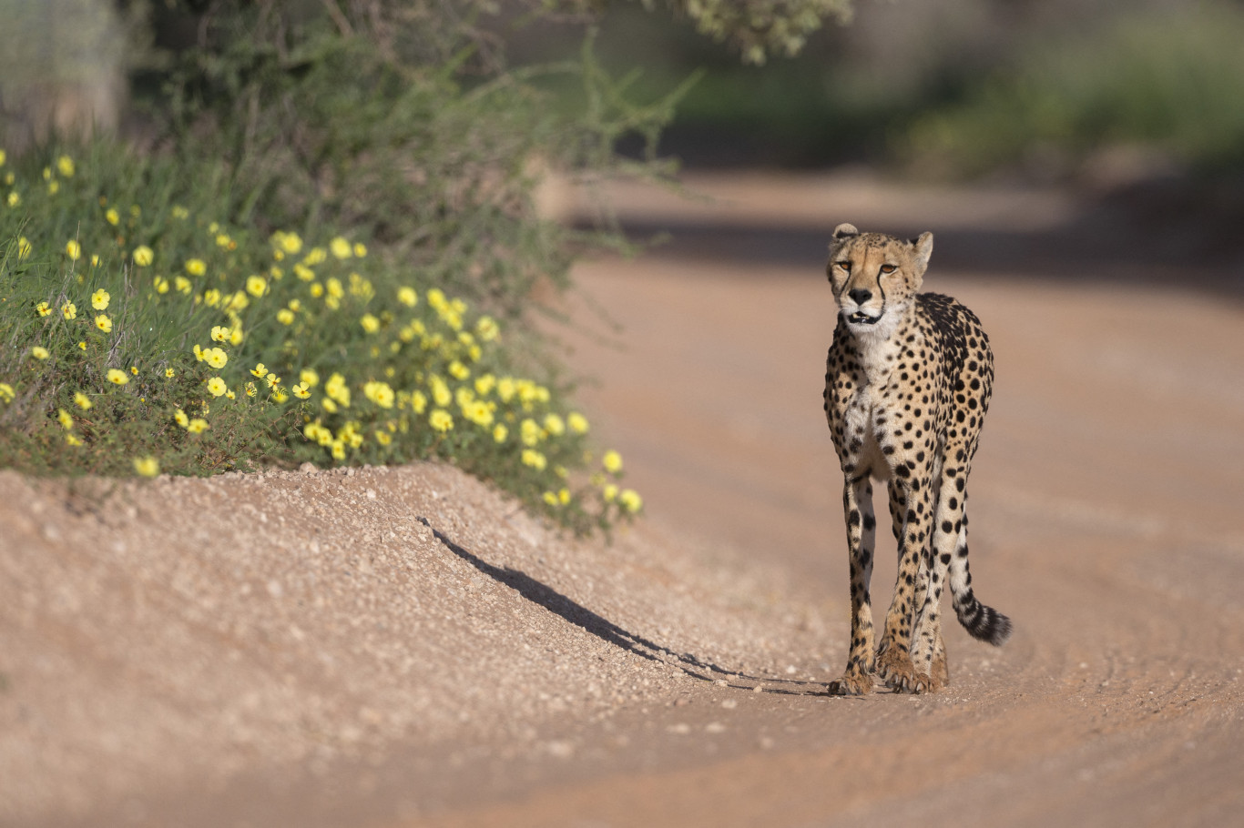 Gepárdokat telepítenének vissza Indiába