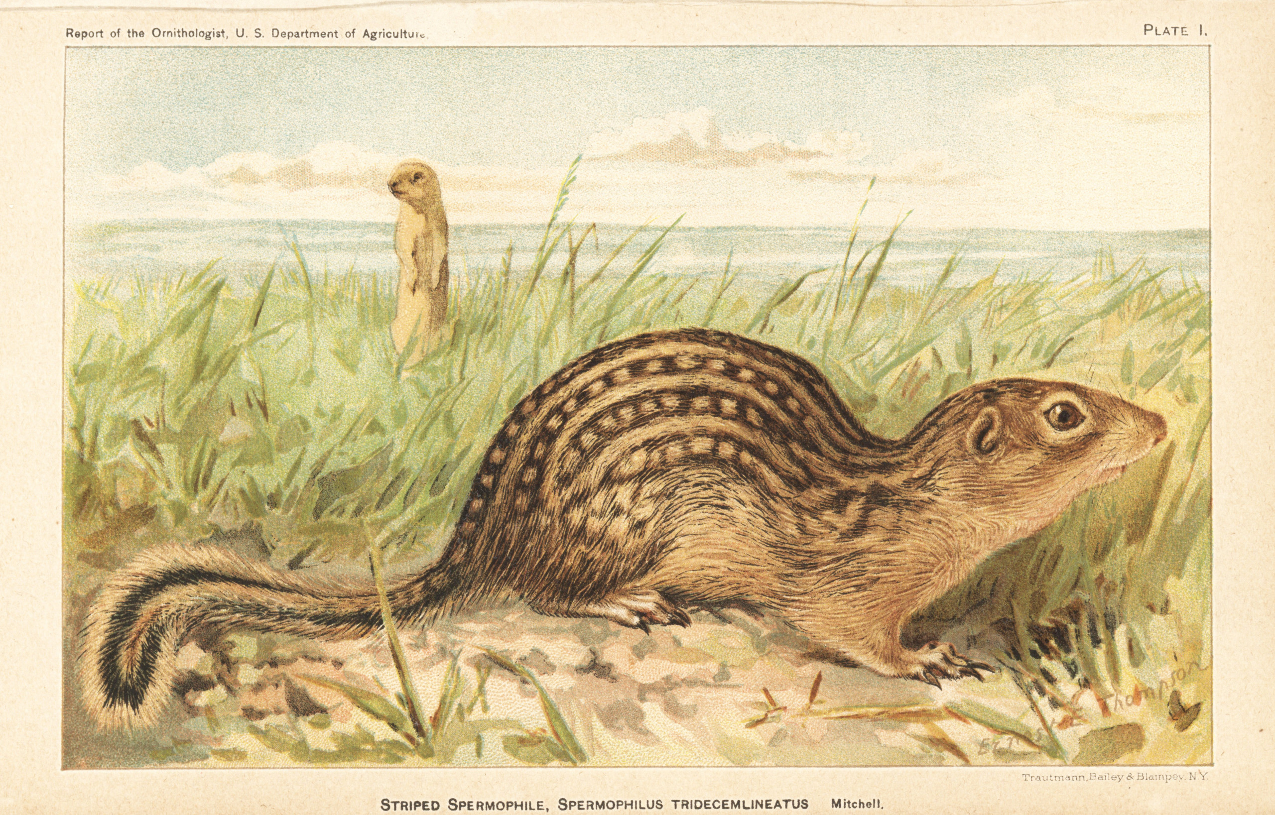 Átaludhatnánk-e mi is a telet, mint a medvék?