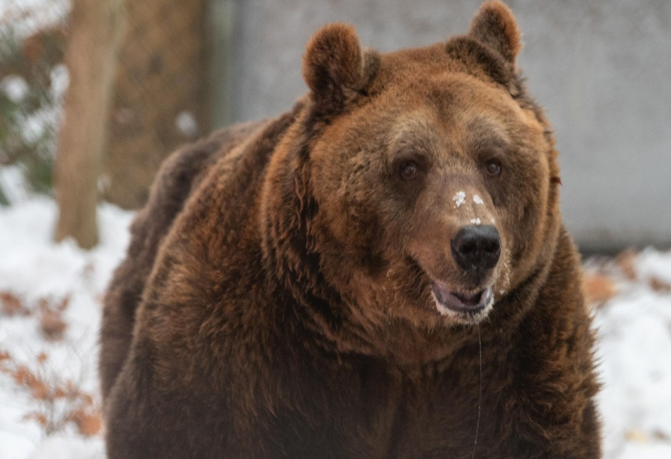 Medve jár a Bükkben