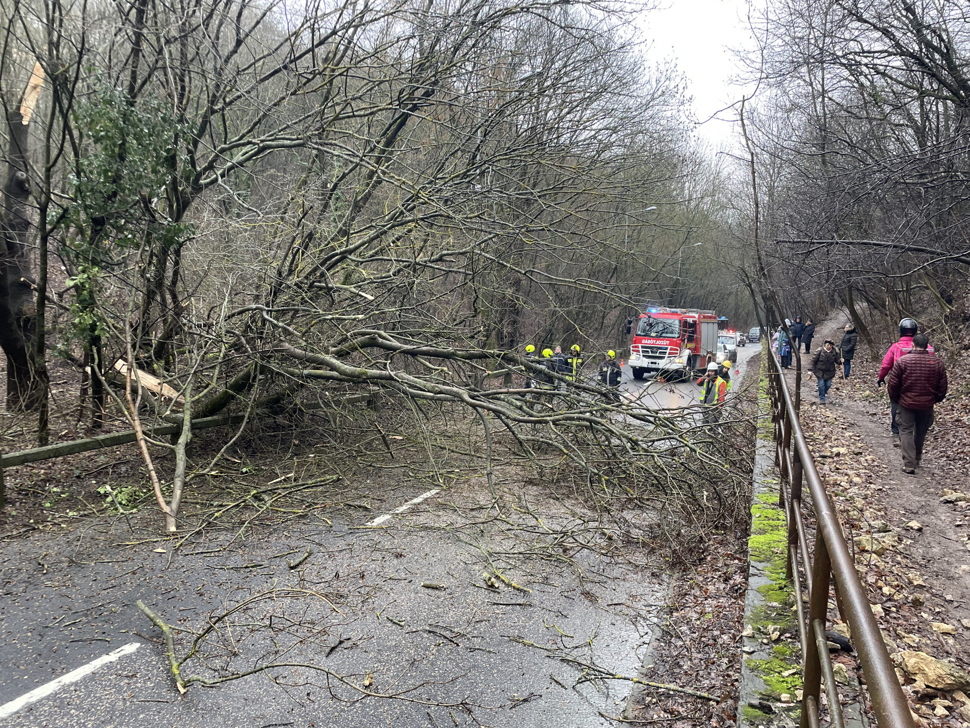 Kidőlt egy fa a Szépvölgyi úton