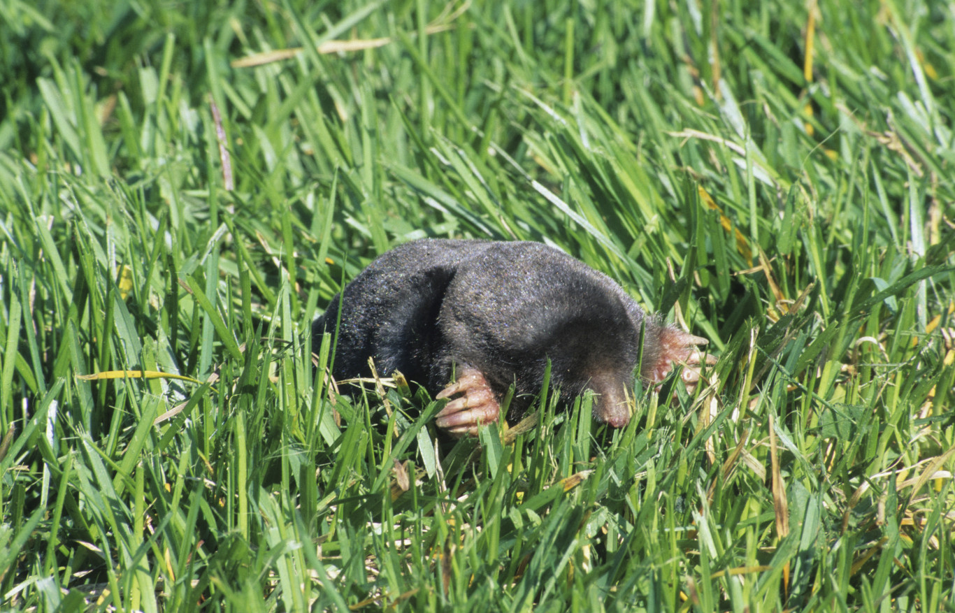 A vakond lett 2023 emlőse