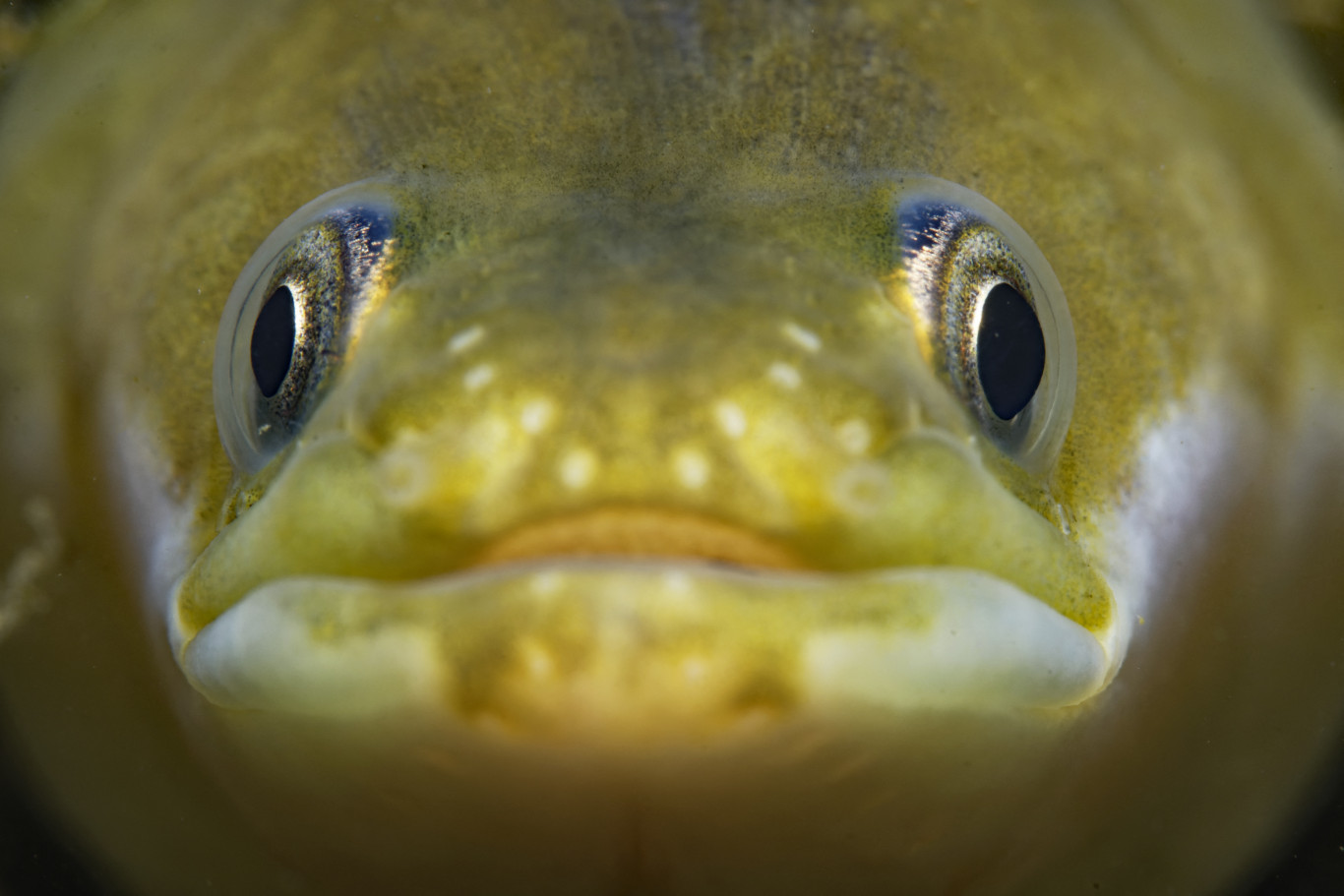 Hiába veszélyeztetett az angolna, úgy zabálják a világon, mint kacsa a ...