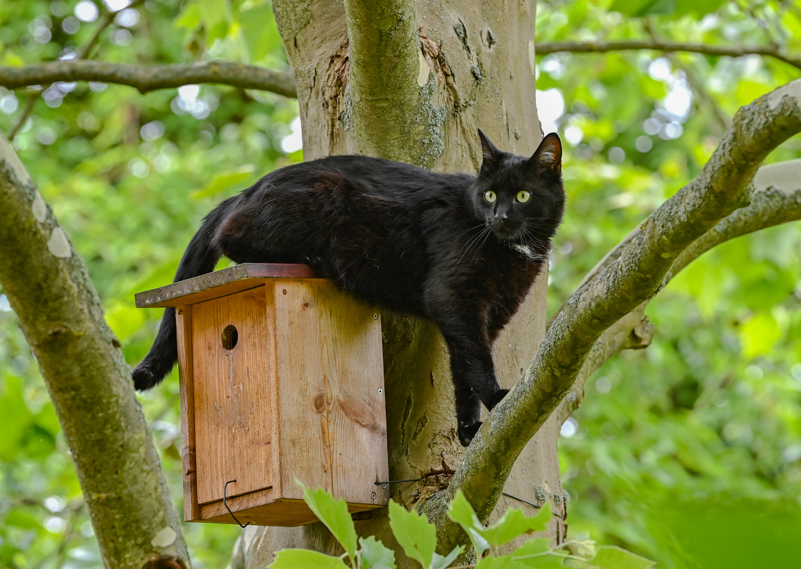 A macska-koronavírus egy variánsa miatt fertőző hashártyagyulladás ...