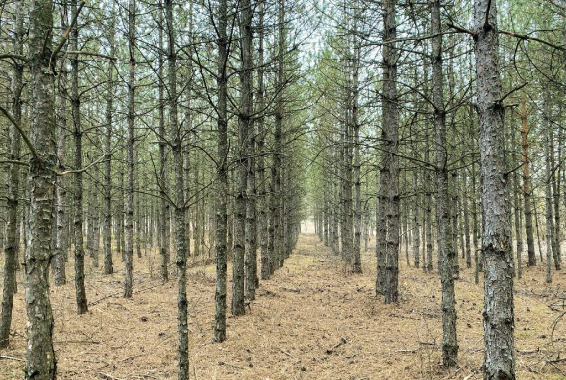 Ha meg akarjuk állítani az elsivatagosodást, nem akác- és fenyőerdő ...