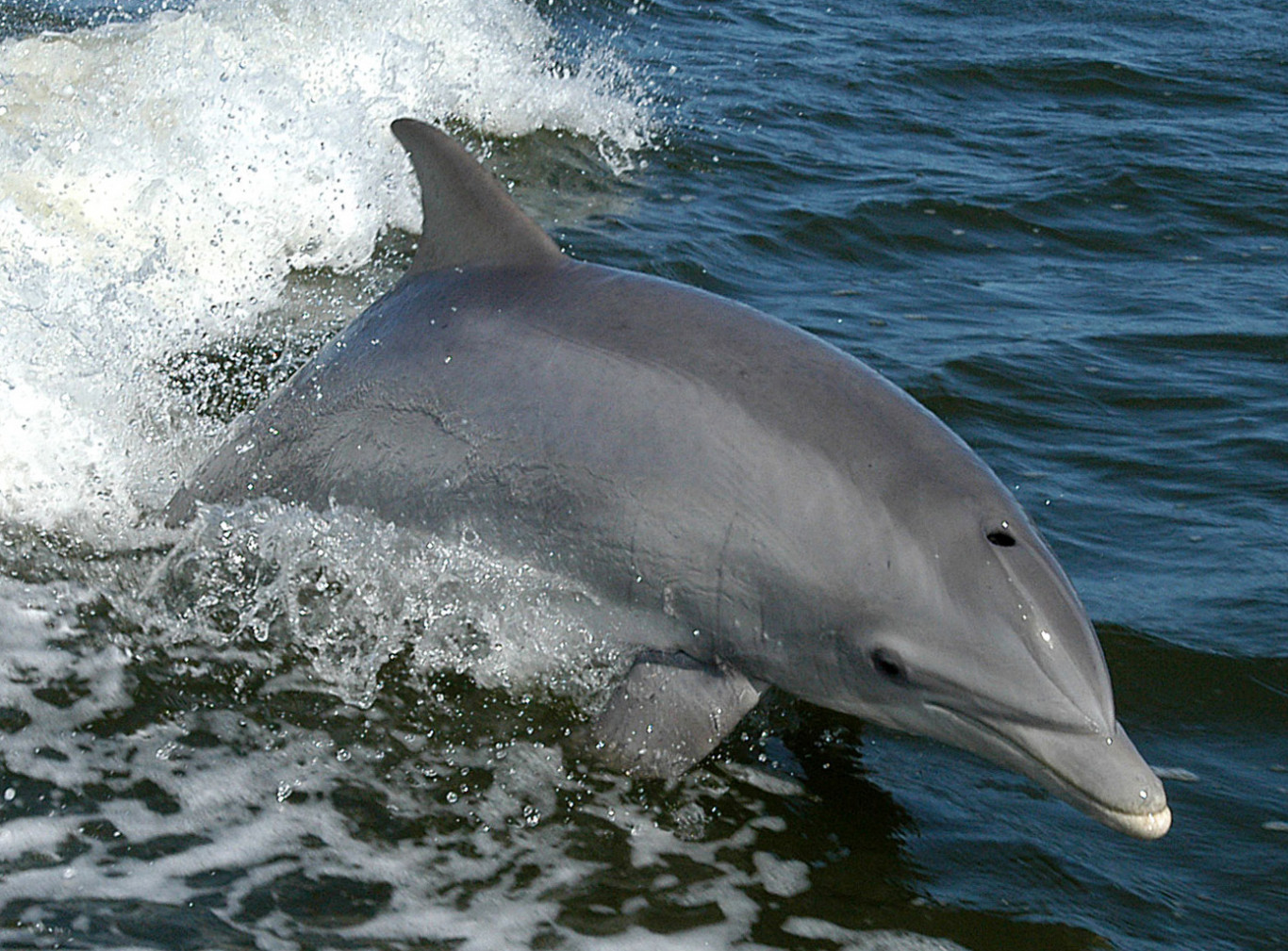 Évek óta hallat hangokat egy magányos delfin a Balti tengerben, a ...