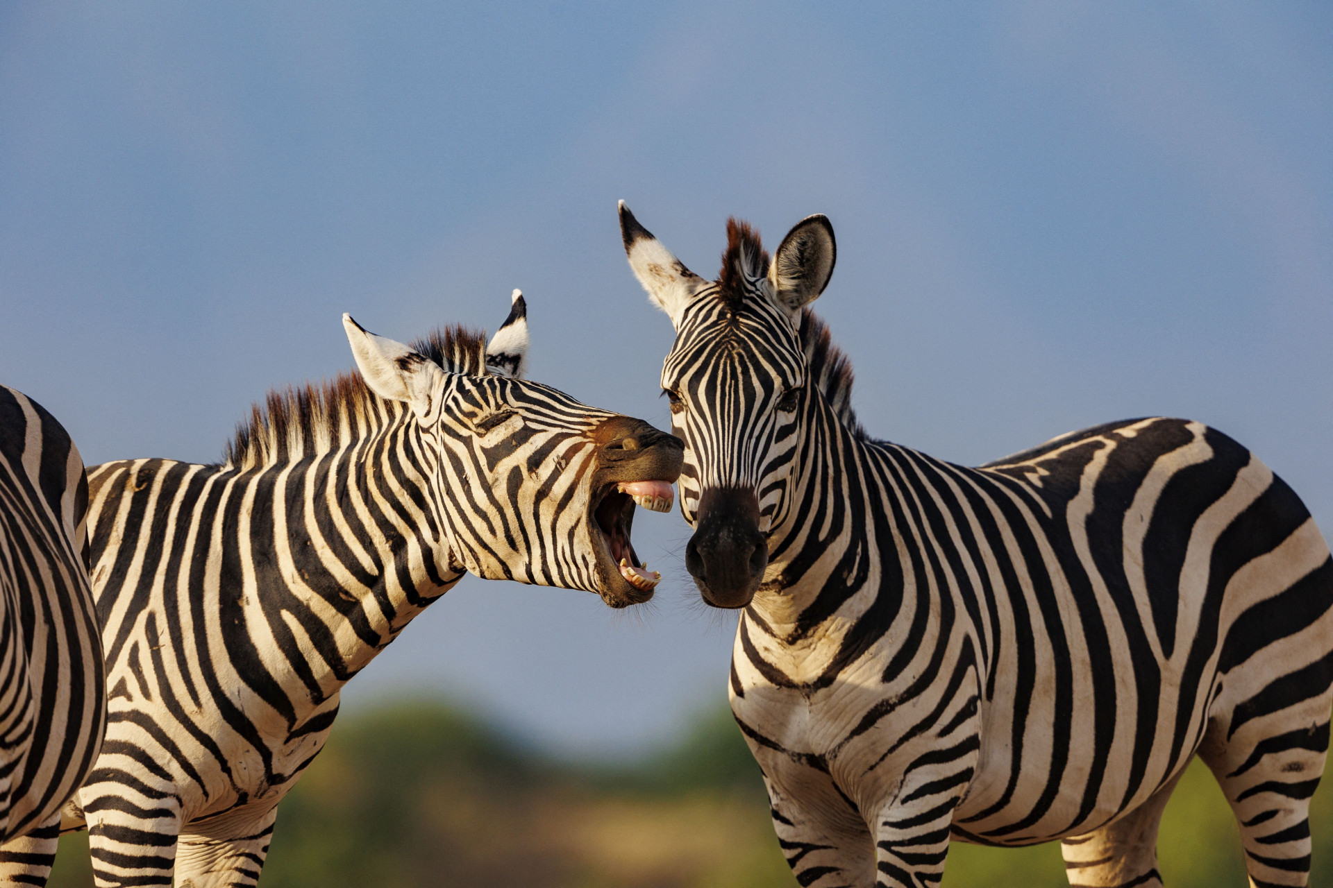 ZEBRA Digitális Polgári Kör